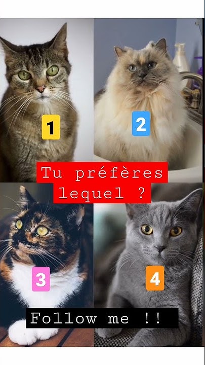 Tu préfères lequel ? #shorts - YouTube