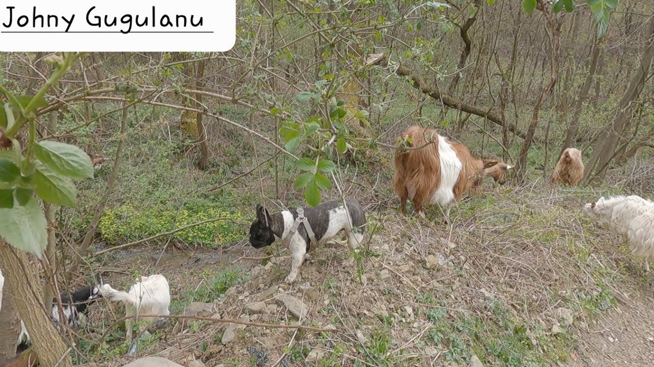 Mi-am luat Caine de intors caprele. - YouTube