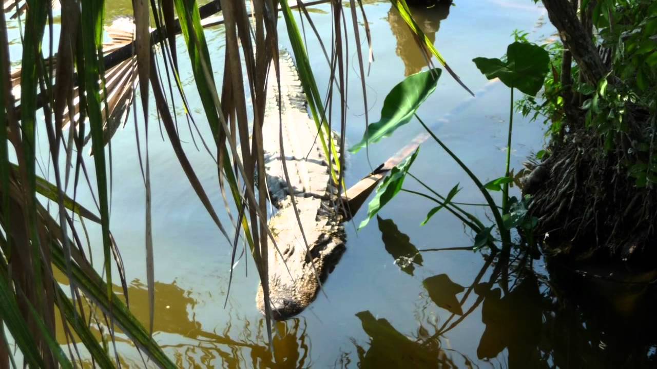 The Hucklebuck - YouTube