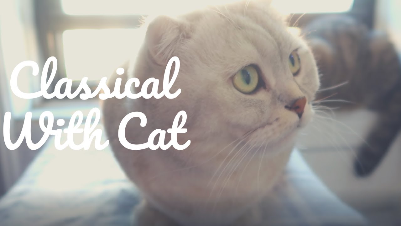 Classical With Cat | Study WFH Piano Playlist Chopin Debussy Beethoven ...