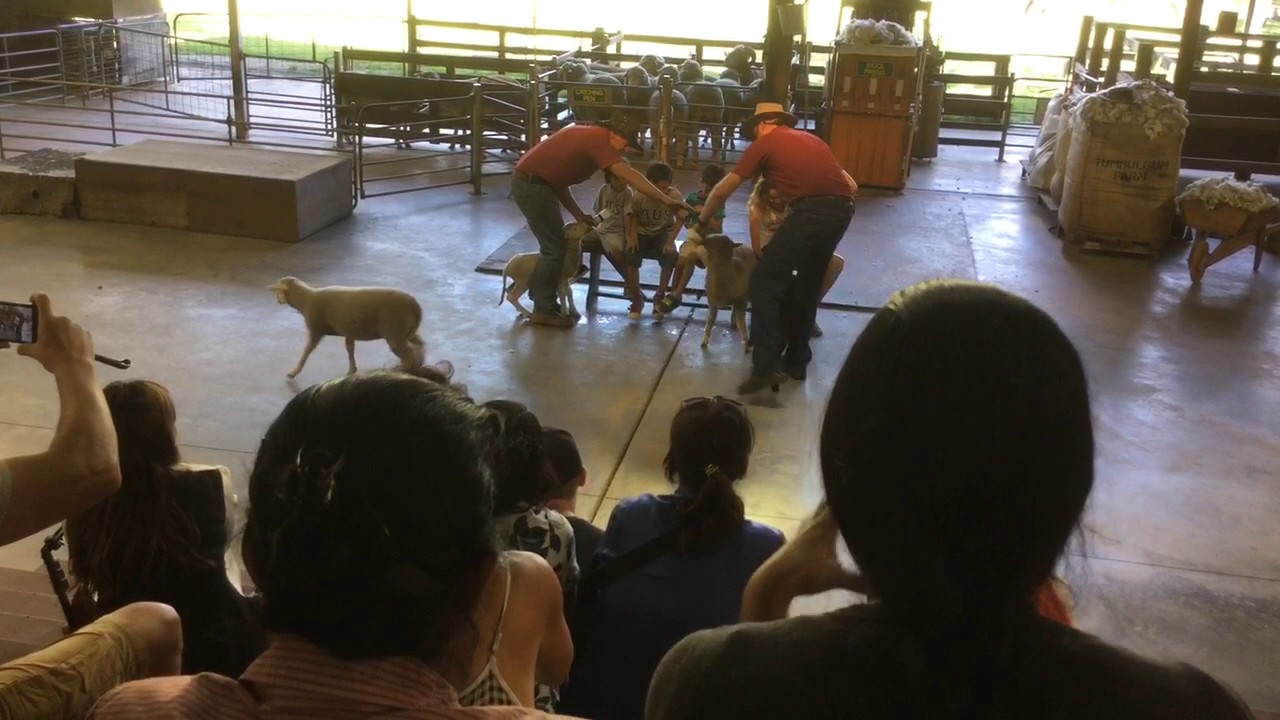 Caversham Wildlife Park & Zoo - Perth (Part 13) - YouTube