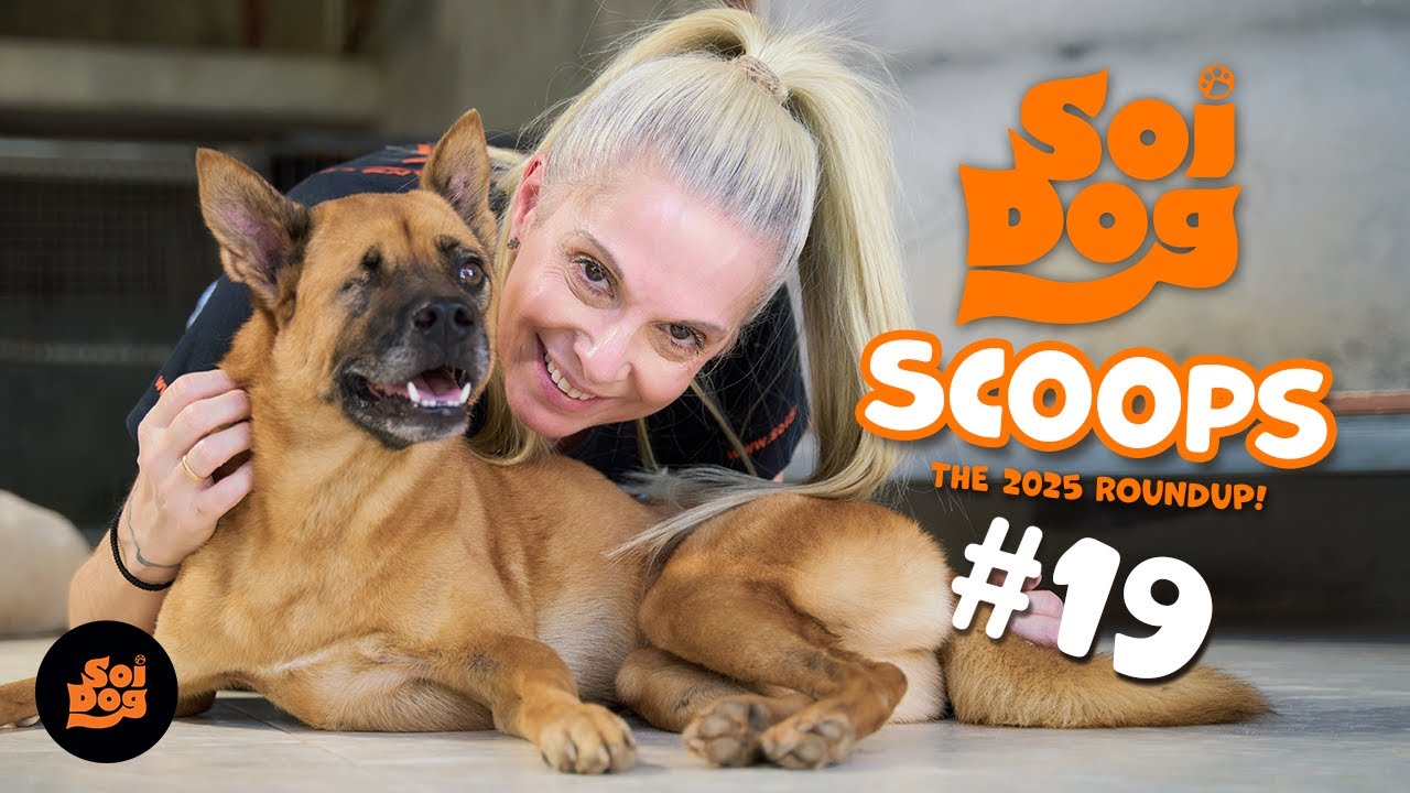 Soi Dog Scoops Special | the 2025 annual recap - YouTube