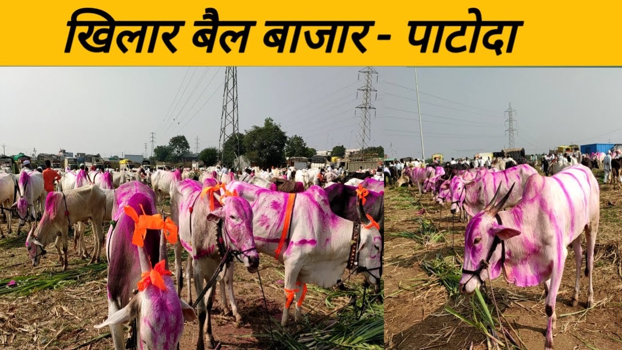 खिलार बैल बाजार पाटोदा:Khilar Bull Bazaar Patoda: - YouTube