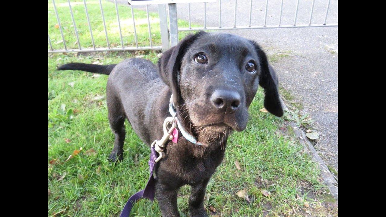 Bella - Labrador Puppy - 3 Weeks Residential Dog Training - YouTube