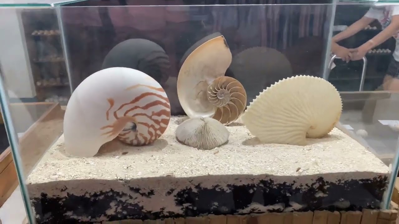 Bohol Shell Museum - YouTube
