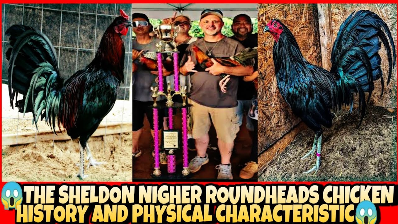 THE SAM WAC TOR CHICKEN HISTORY AND PHYSICAL CHARACTERISTICS. - YouTube