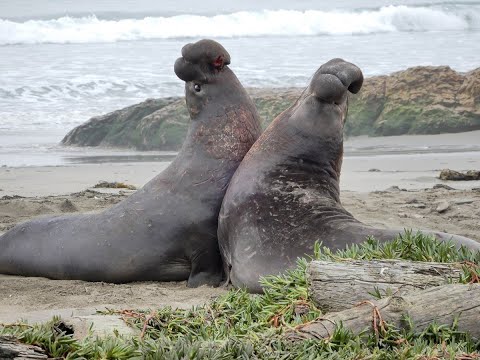 #sealfight #animalfight #animalsex #animal #seal