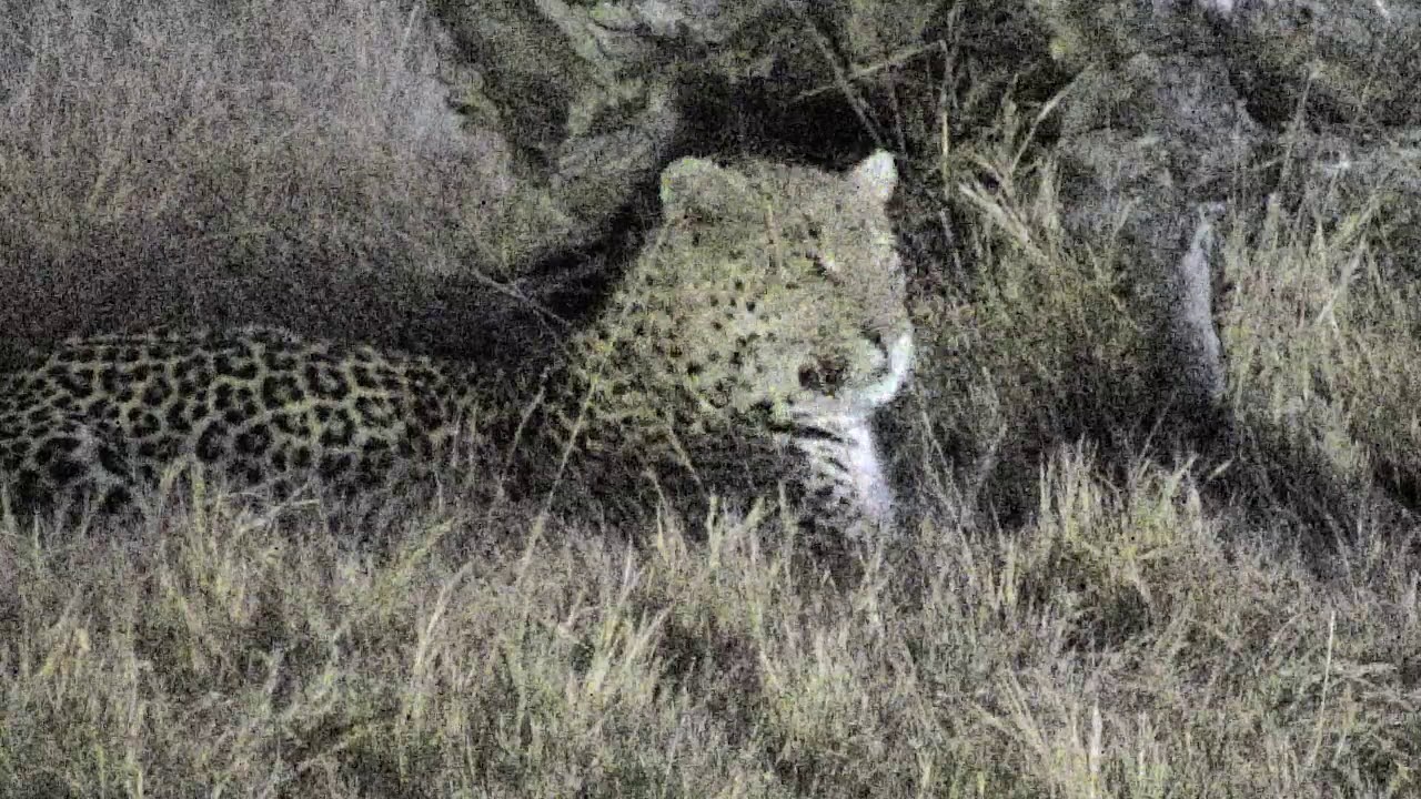 Djuma: Hosana male leopard - 05:54 - 07/24/18 - YouTube