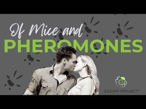Of Mice and Pheromones - YouTube