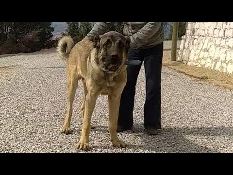 dev  Anadolu çoban köpeği daha 9 aylık #anadoluçobanköpeği #kangal #kangalköpekleri