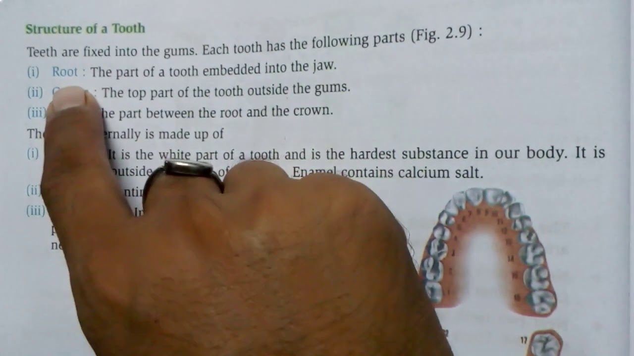 class 7 ch-2 topic - teeth, structure of tooth. - YouTube