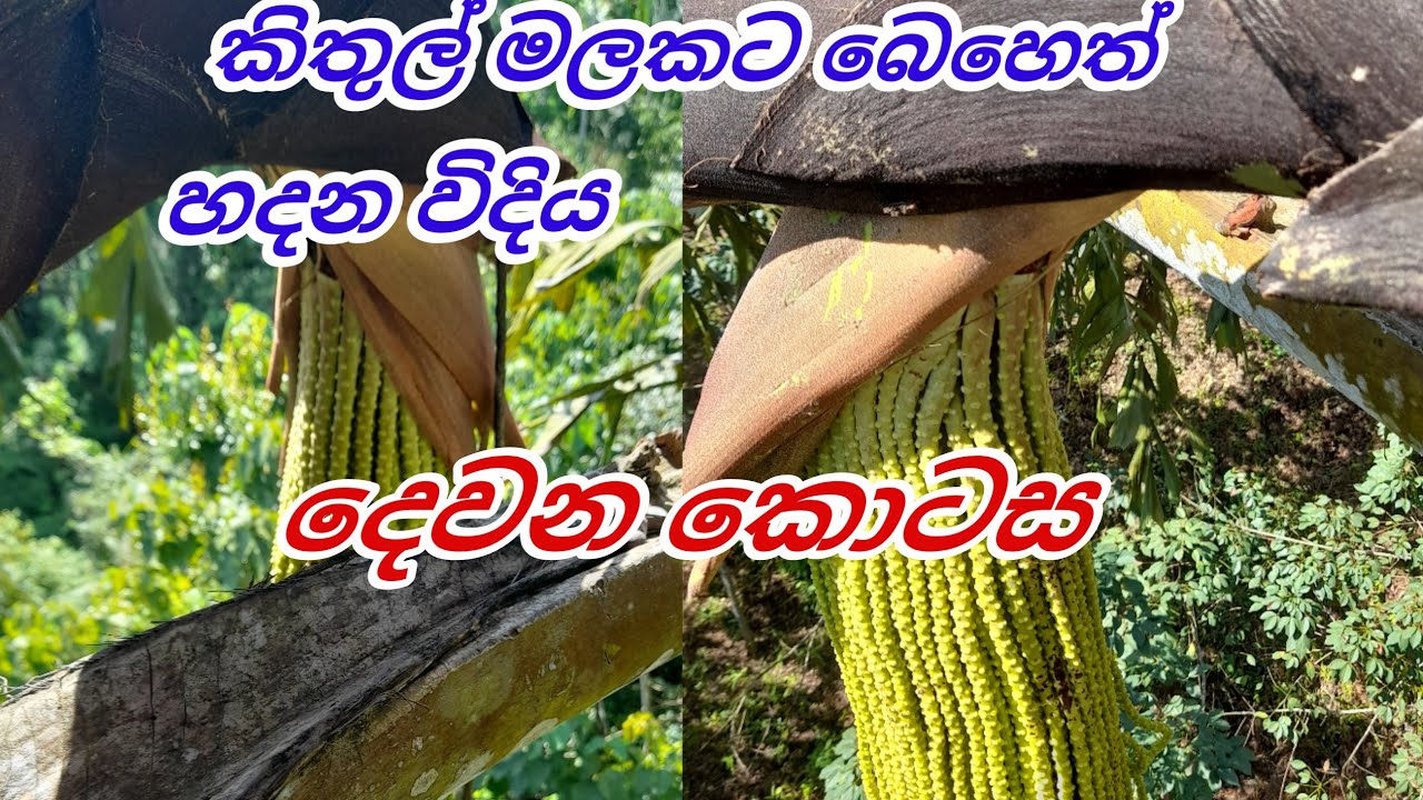 කිතුල් මලට බෙහෙත් හදන හැටි /kithul mal beheth thebima/kithul raa/Monik ...