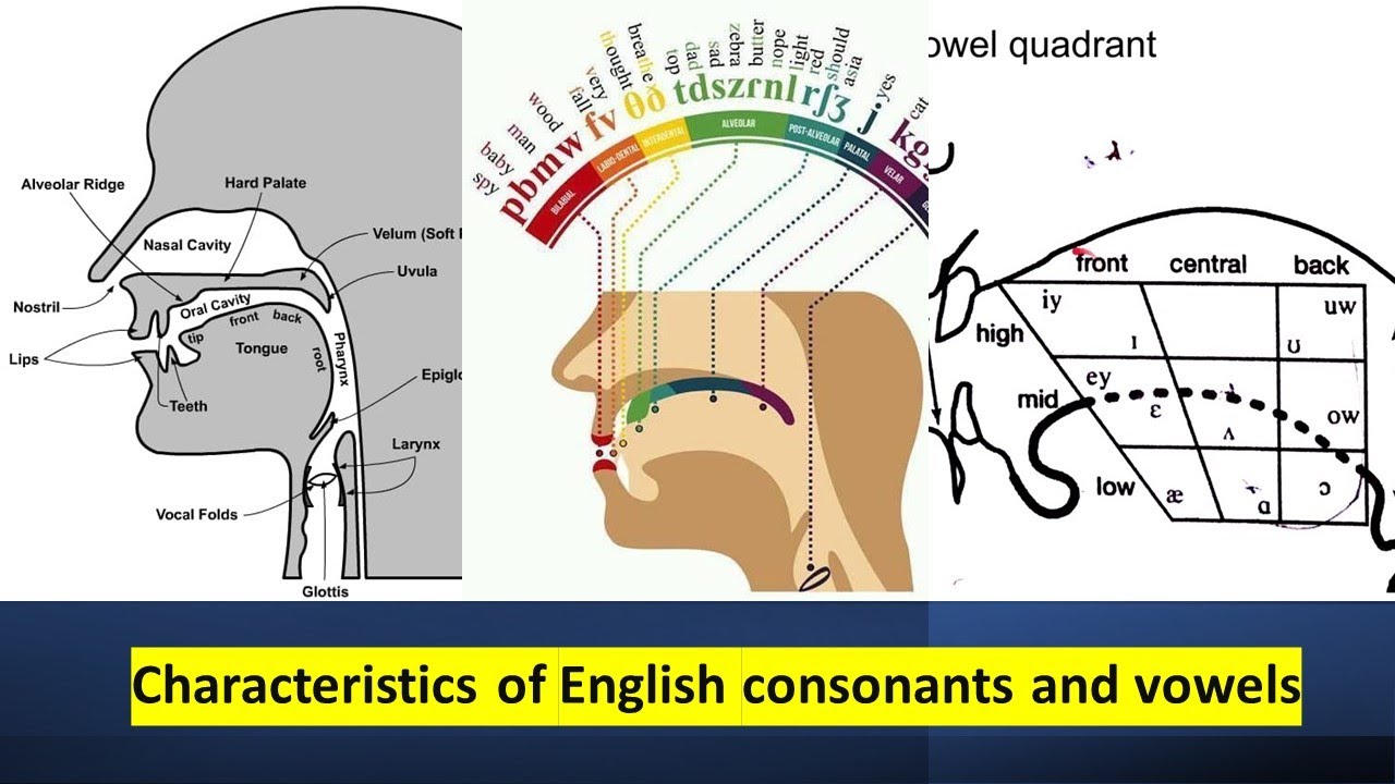 Characteristics of English Consonants and Vowels - YouTube