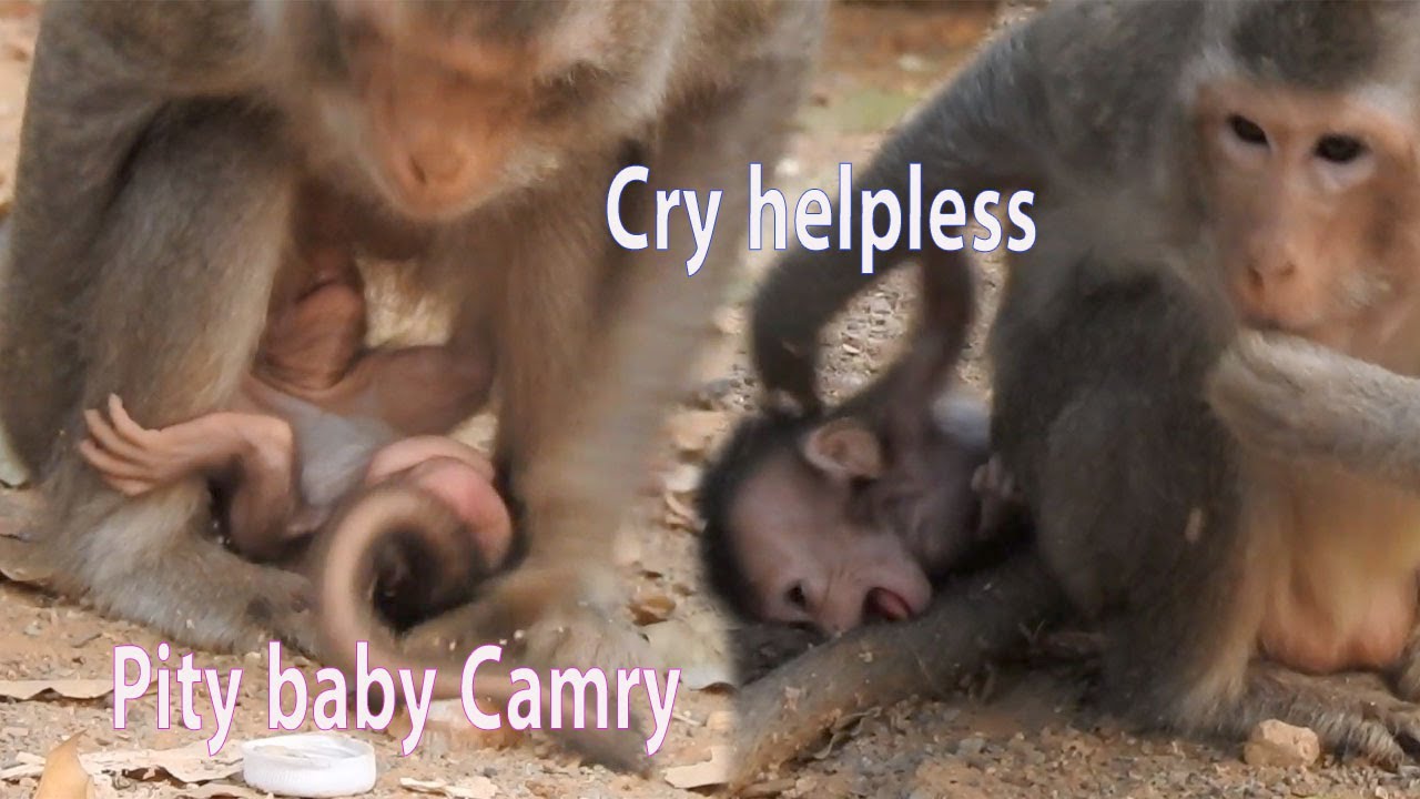 Pitiful...Skinny baby helpless don't warm from mom, Camry hungry milk ...