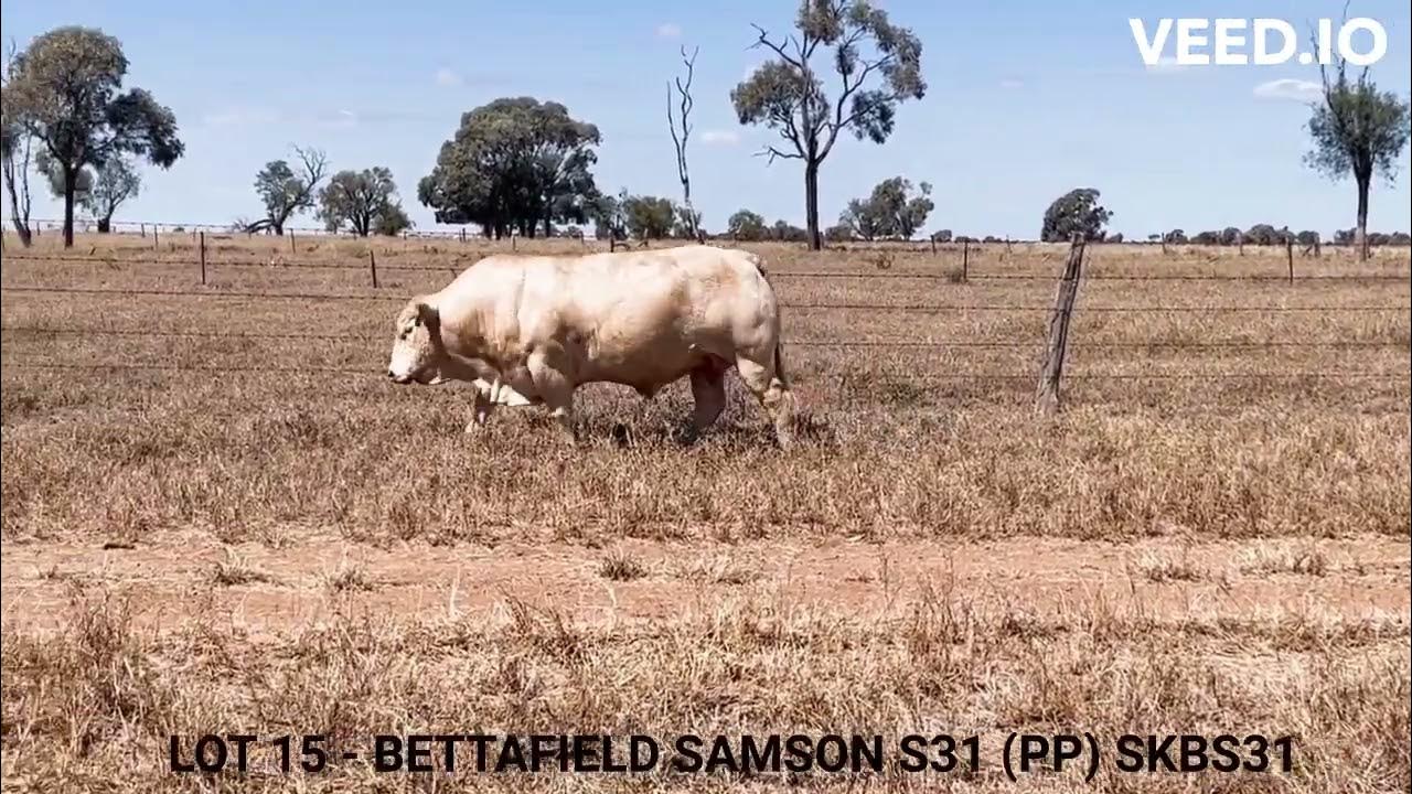 LOT 15 BETTAFIELD SAMSON S31 PP SKBS31 - YouTube