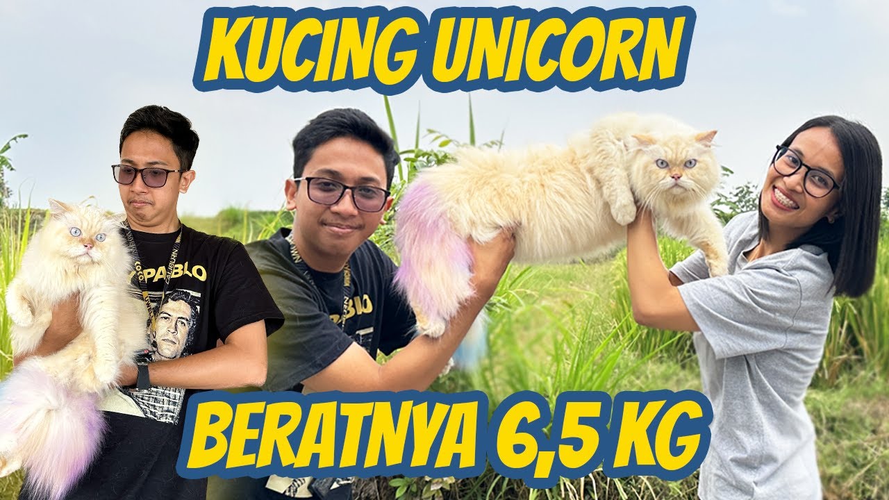 INI KUCING APA WOI !!! GREBEK SEMUA KUCING KELUARGA BOOLAT - YouTube