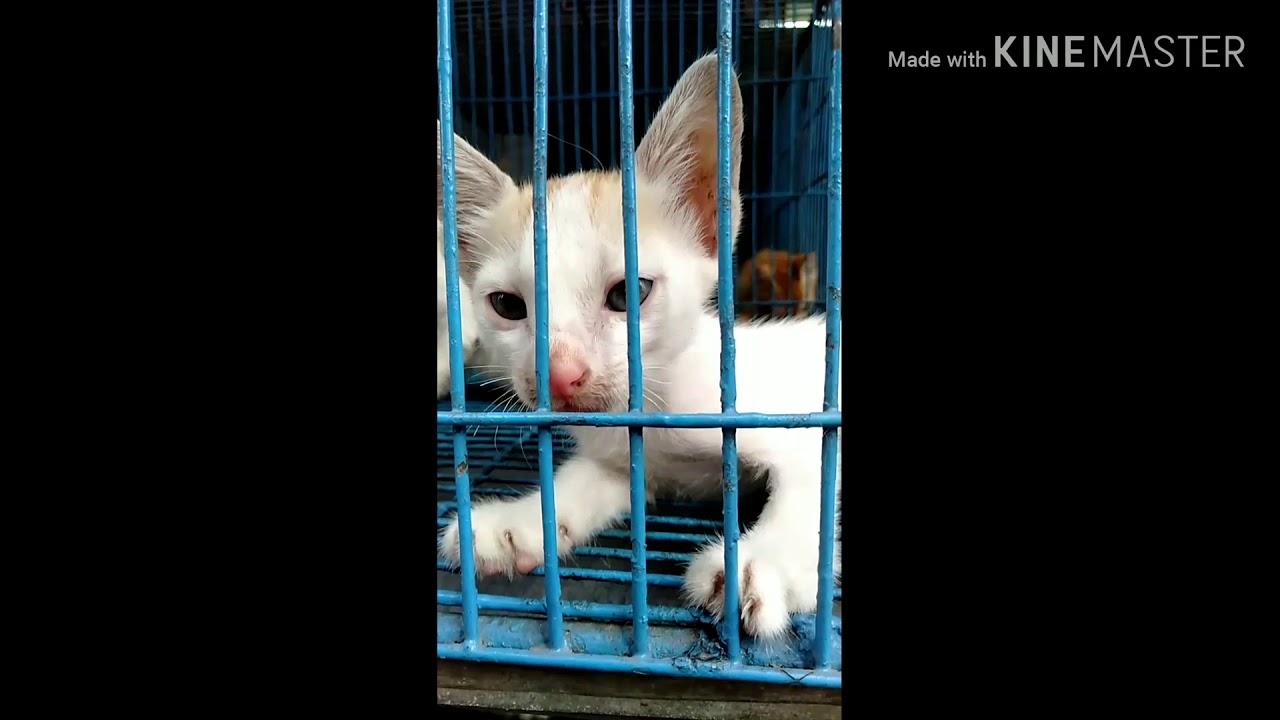 Katabon pet market in Dhaka - YouTube