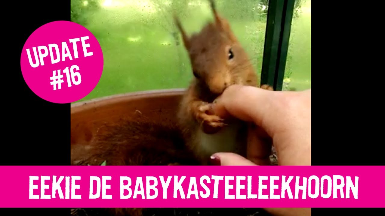 Eekie de babykasteeleekhoorn UPDATE #16 - YouTube