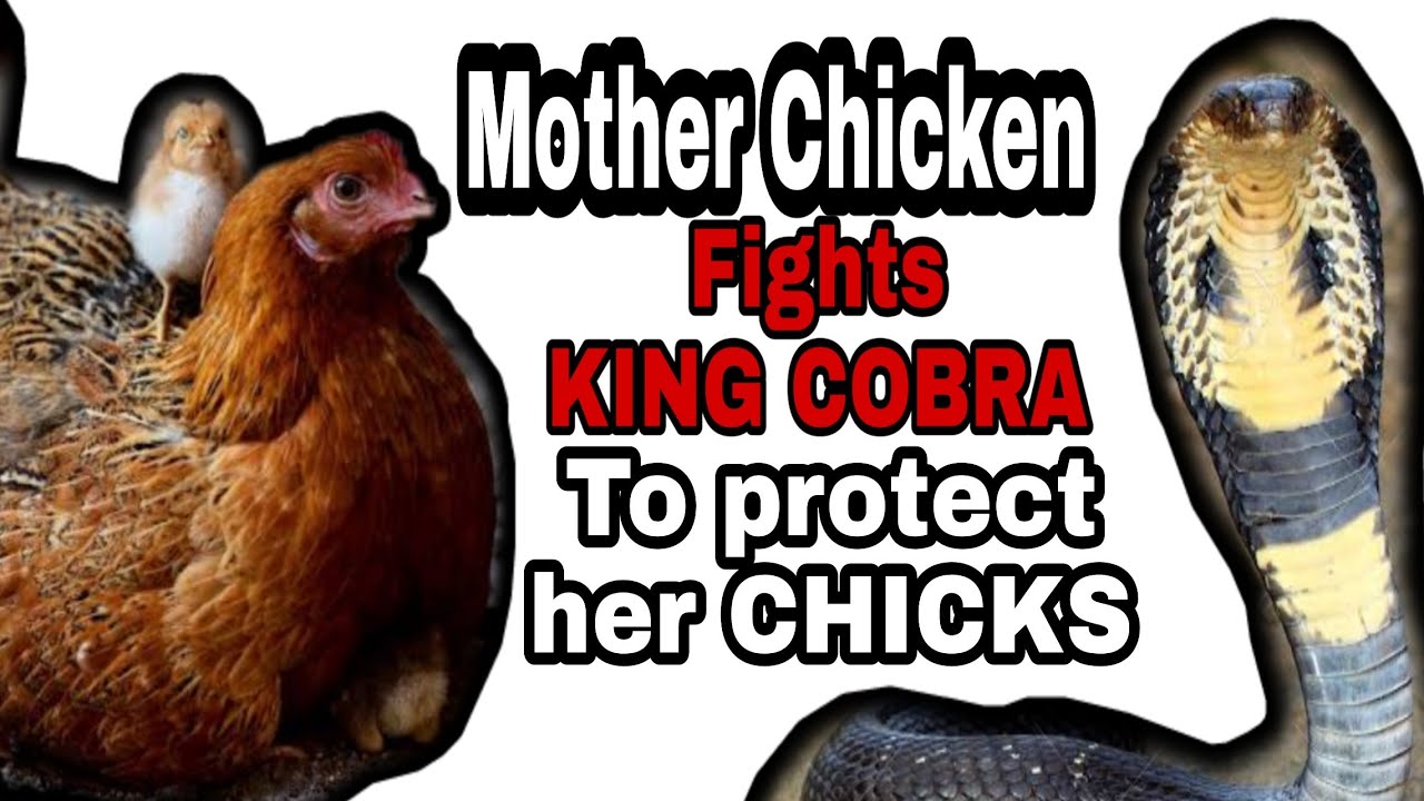 Chicken Fight King Cobra to Protect her chicks||Snake||WILD||ANIMALS ...