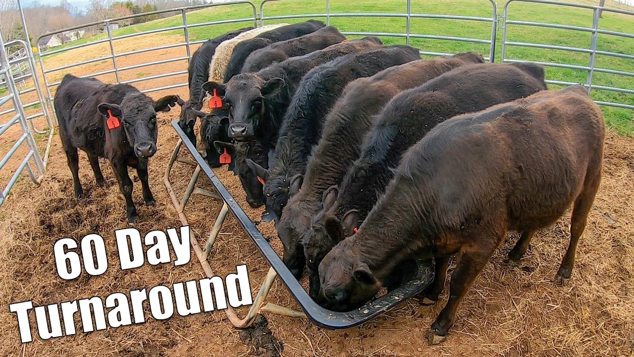 Backgrounding Stocker Cattle for 60 Days - YouTube