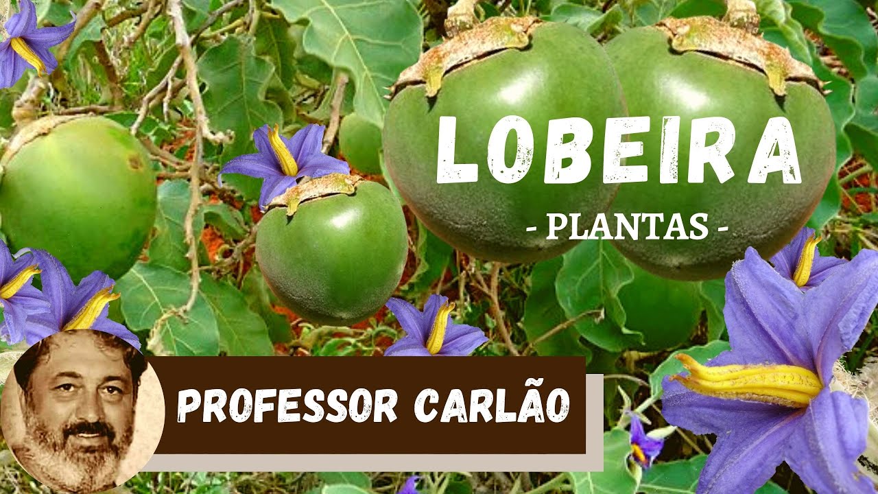 Tudo sobre a lobeira - Fruta do Lobo!!! - YouTube