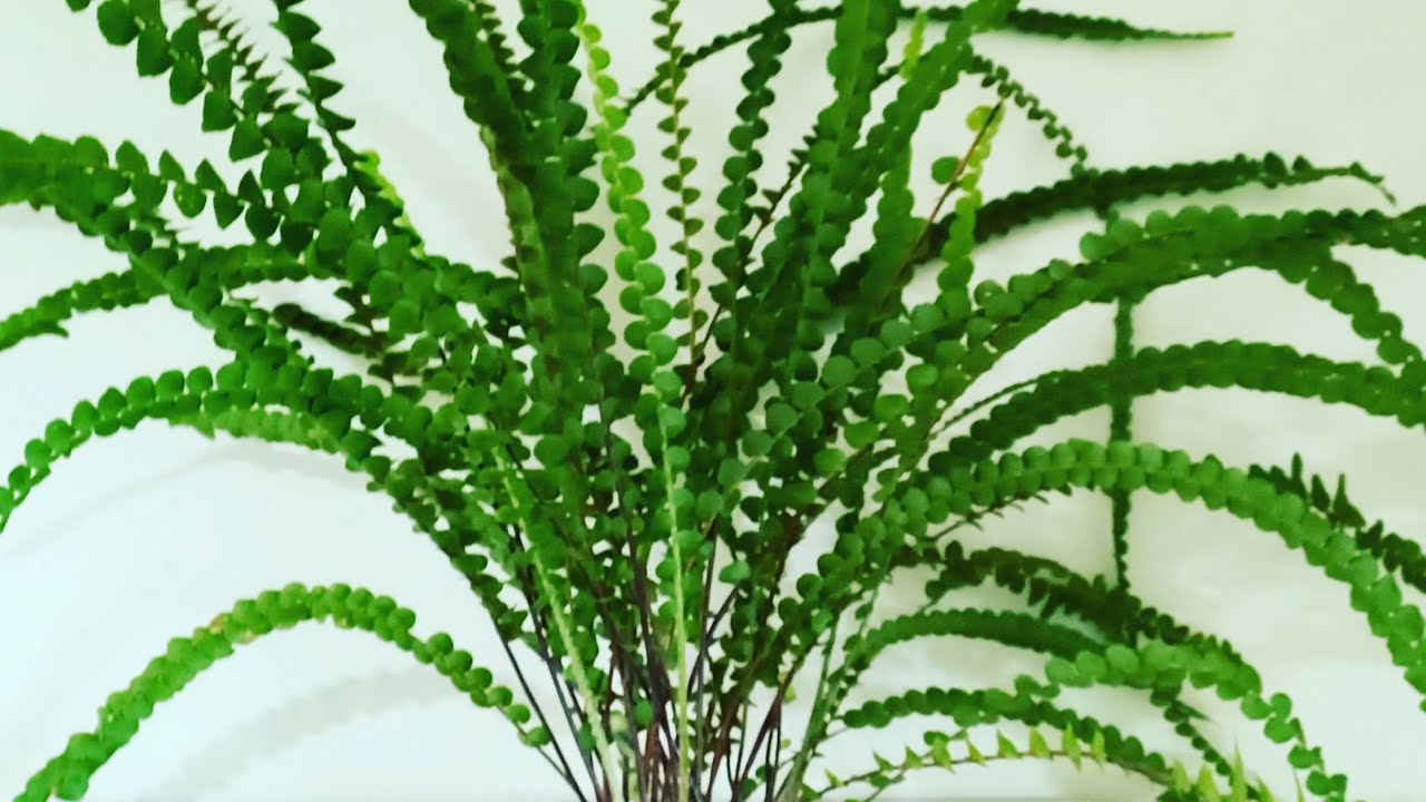 Samambaia confete e outras plantinhas🥰 #plantas #samambaias #muda - YouTube