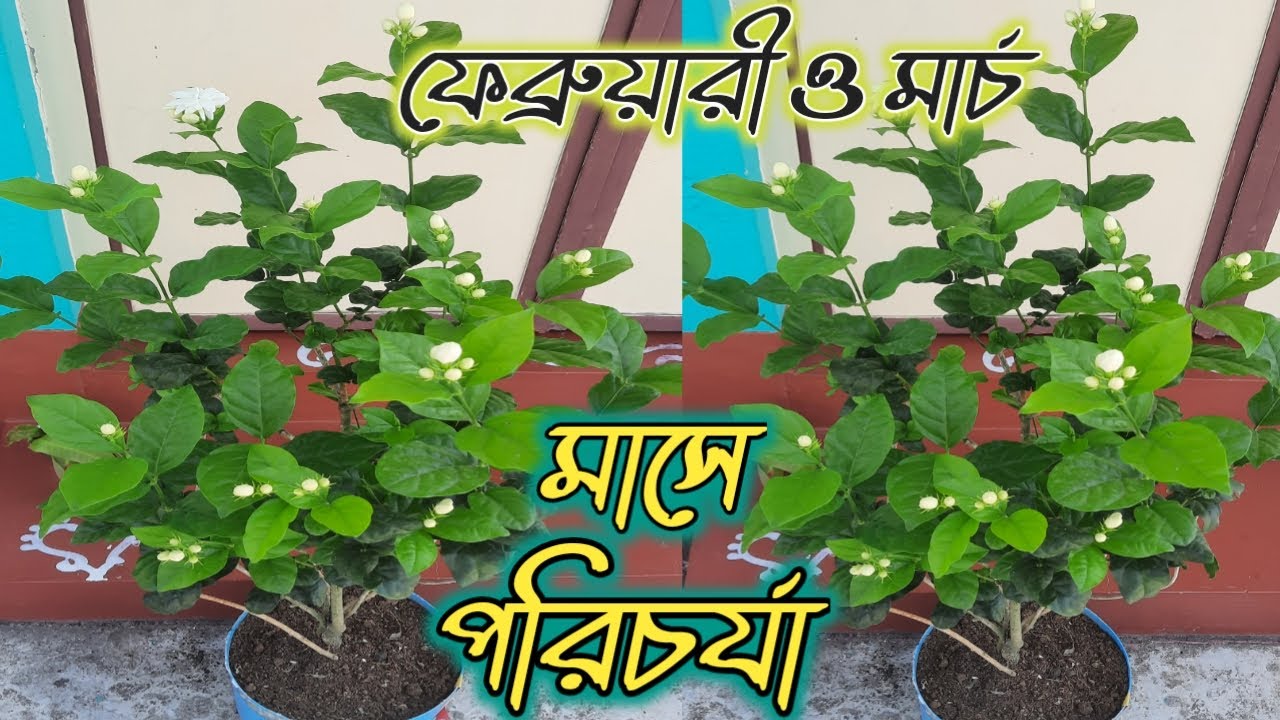 বেলি ফুল গাছের যত্ন ও সম্পূর্ণ পরিচর্যা ||beli flower plant care ...
