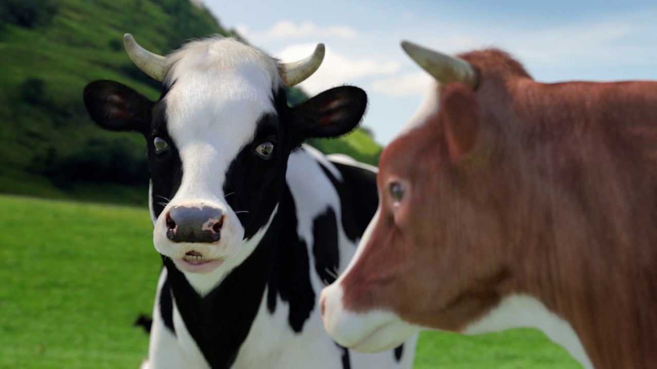 Jack Link's Jealous Cows - Bridget - YouTube