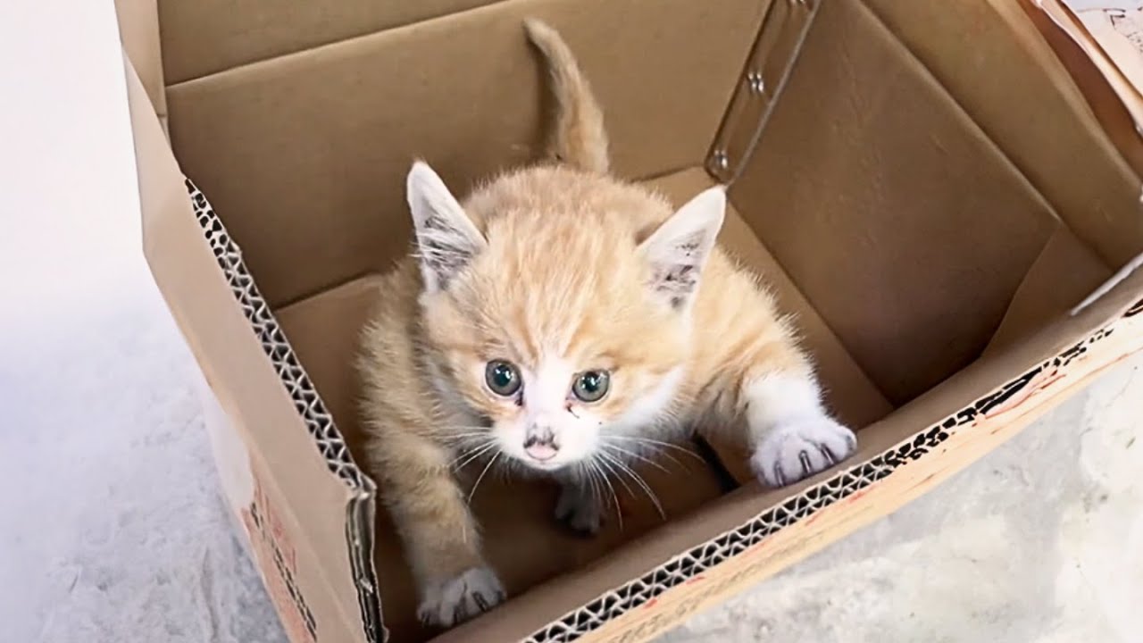 This stray kitten, due to a damaged airway, had air filling its body ...