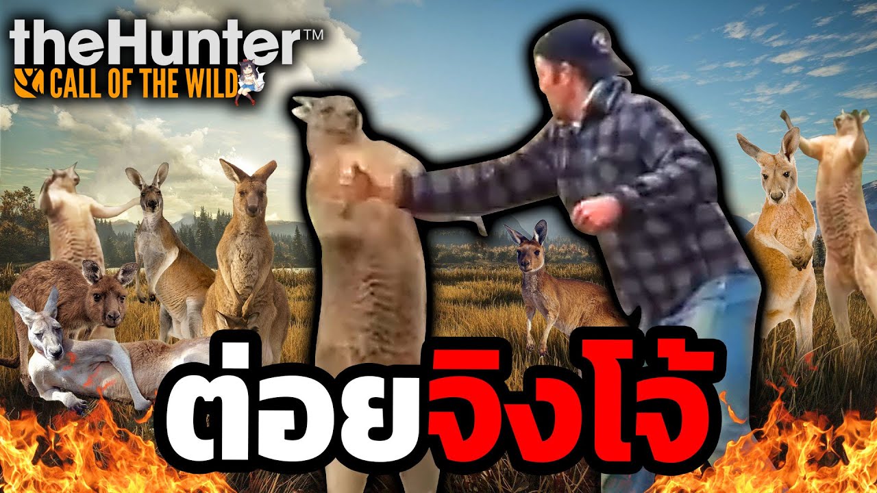 ล่าจิงโจ้ = ไม่ ไล่ต่อยจิงโจ้ = ใช่ | theHunter: Call of the Wild™ - YouTube