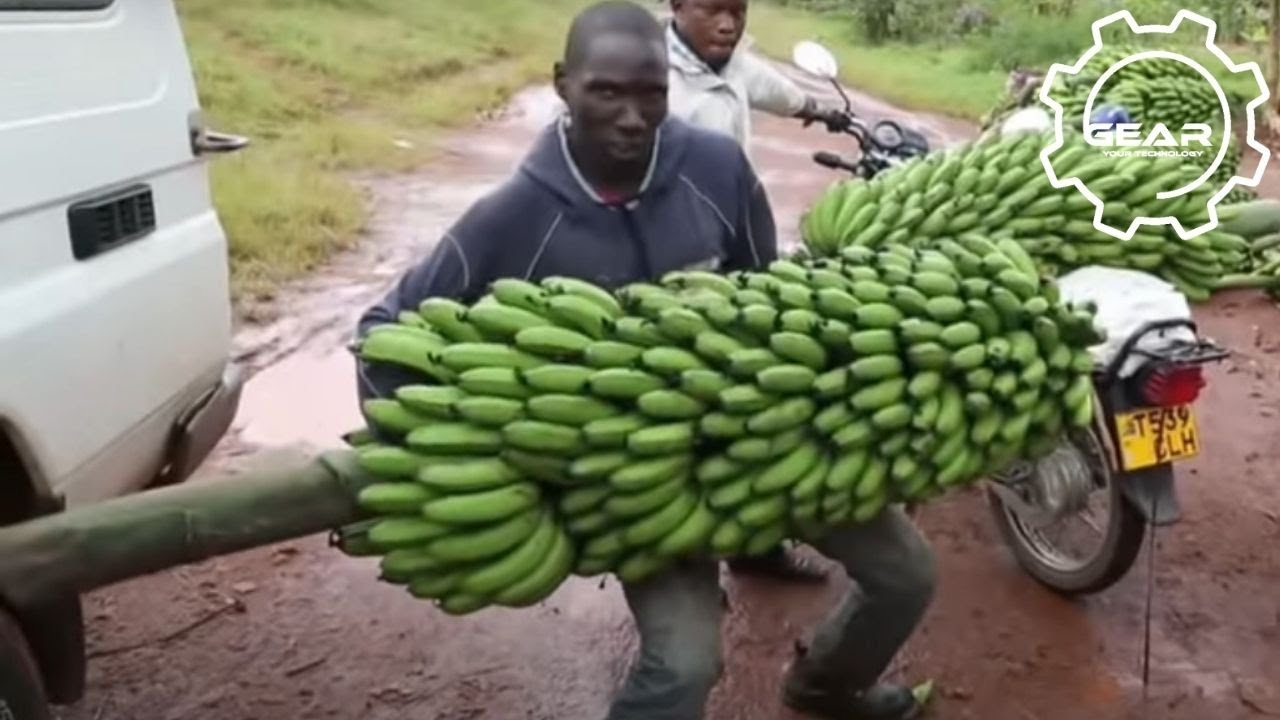 How To Banana Harvesting Cableway - Banana Processing in factory ...