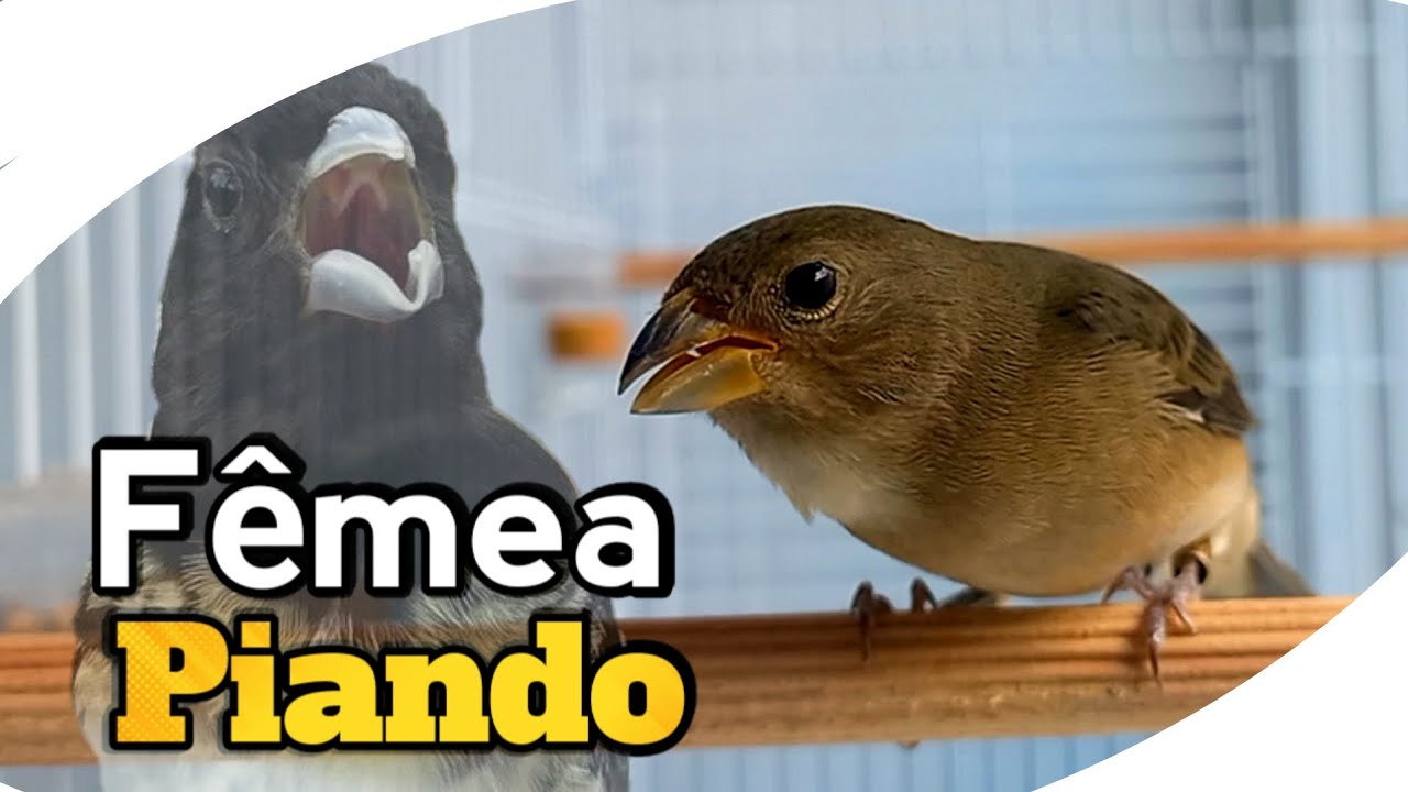 Fêmea de coleiro piando para esquentar coleiro e papa-capim - YouTube