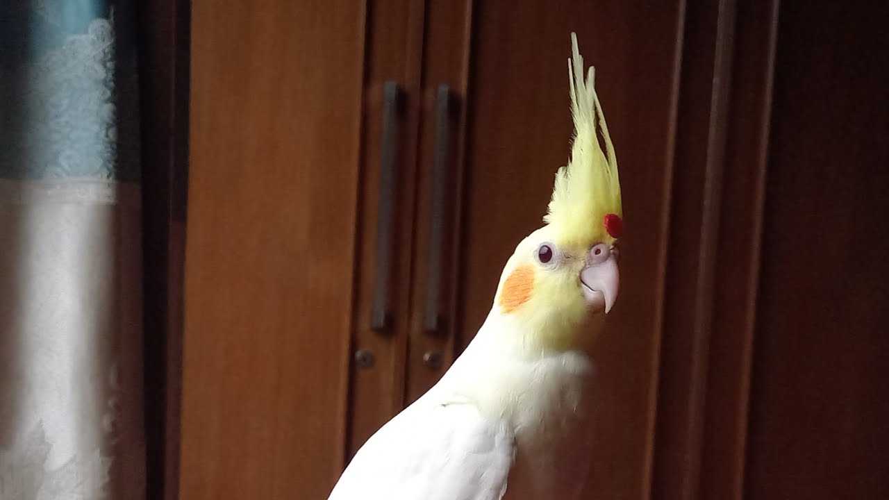 Beautiful cocktail bird. - YouTube
