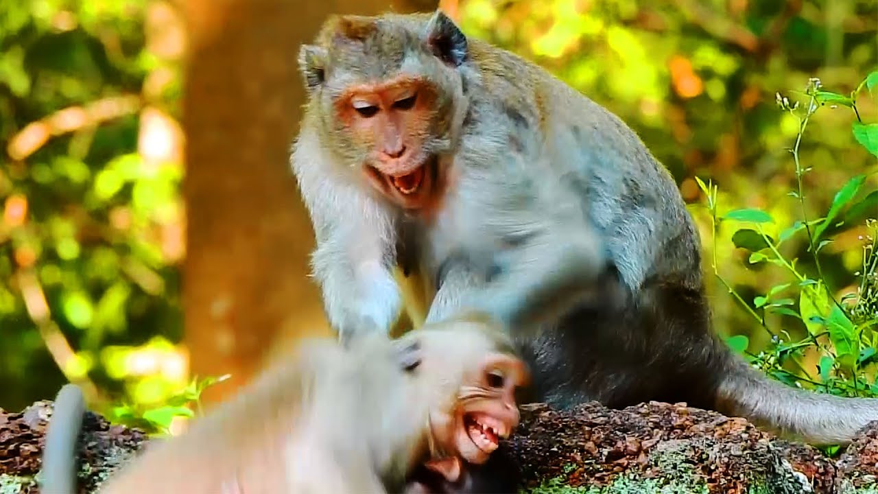 So Horrible Hurt, Crying So Loudly Button Monkey Cos Duchess Monkey ...