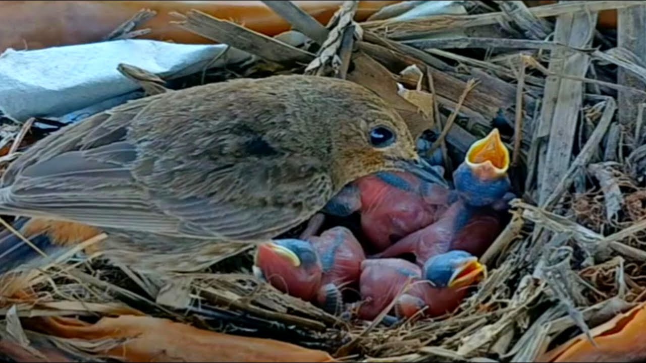 Sooty chat trying Birds come to see all the sleeping babies - YouTube