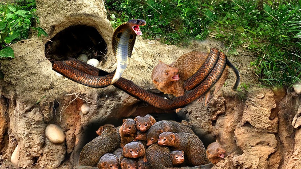 Destroyer! Smart Mongoose Uses Anti-poison Fur Blatantly To Destroy The ...