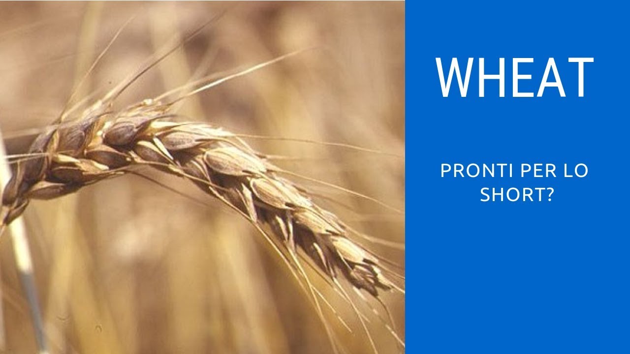 Commodities Trading, Wheat: l'analisi ciclica dice Short! - YouTube