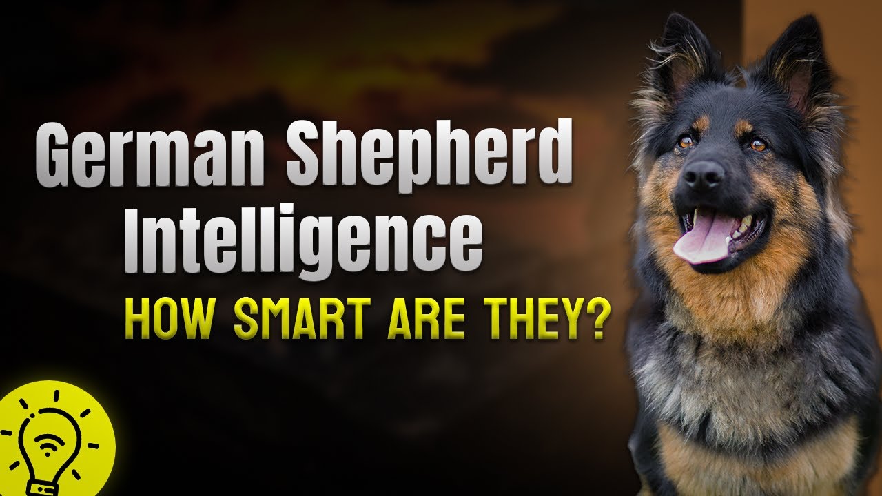 German Shepherd Intelligence: How Smart Are They? 🧠 - YouTube