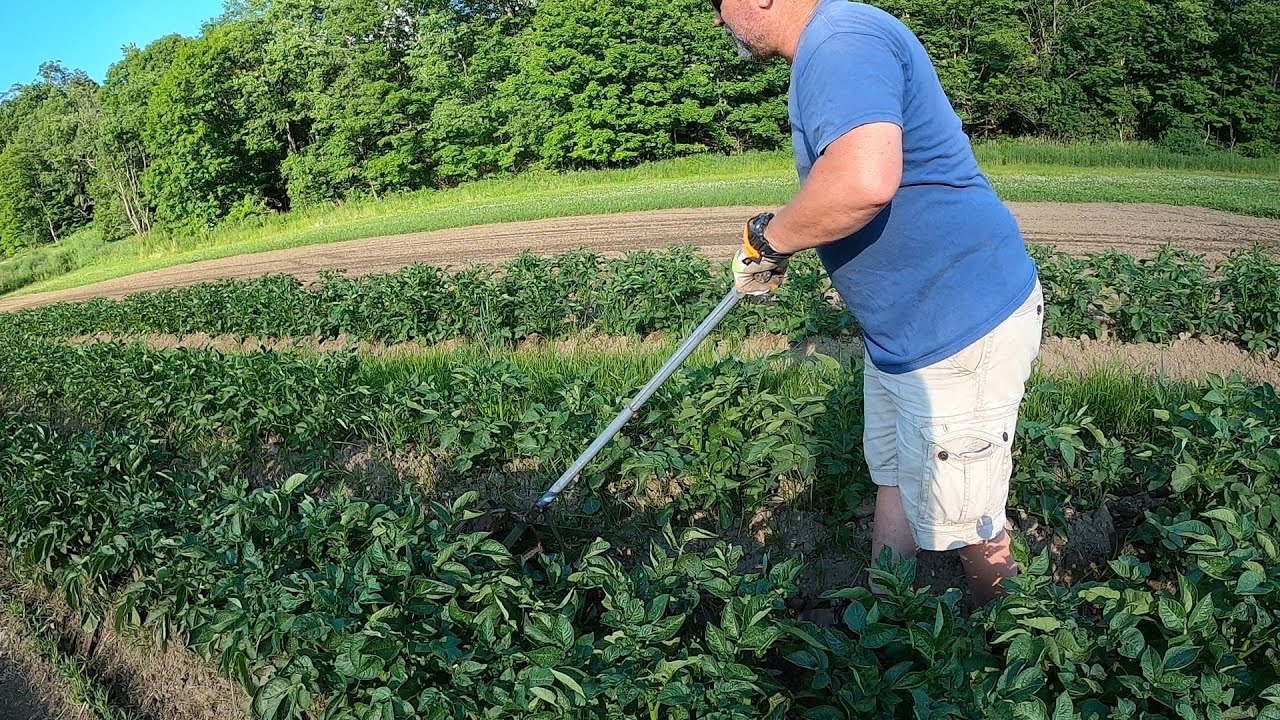 Cultivating the potato rows - YouTube