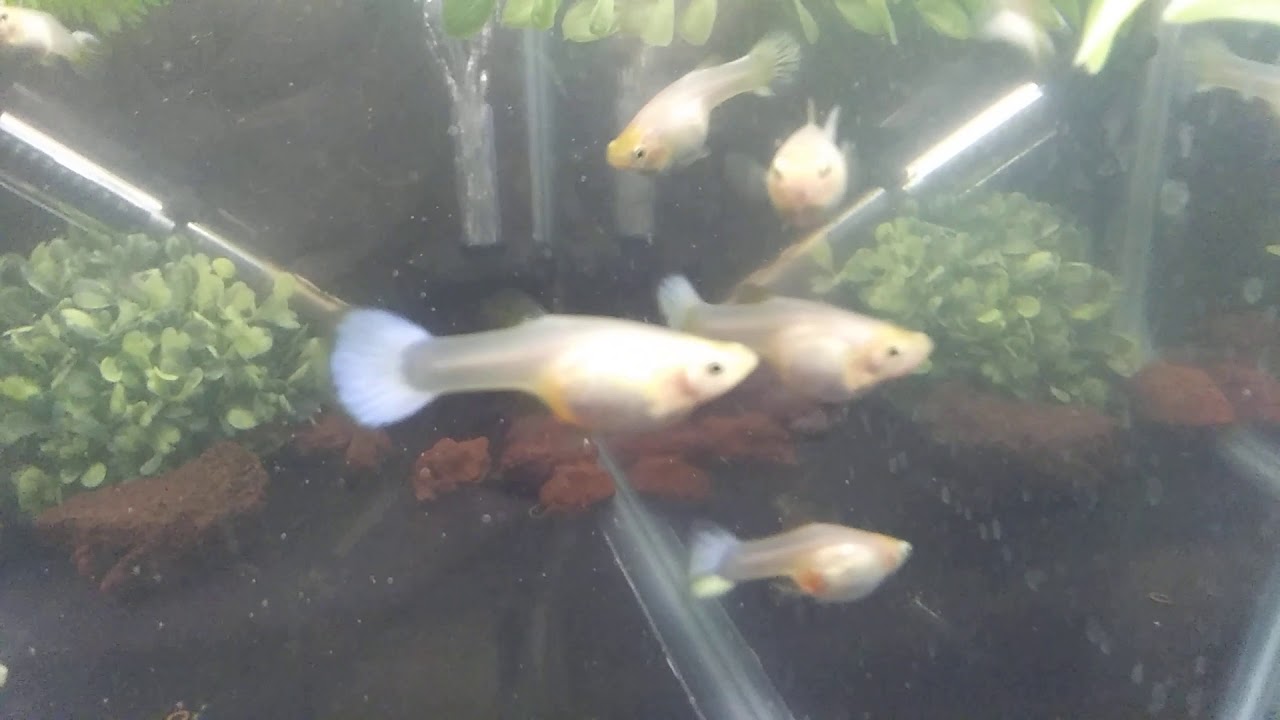 Snow White guppy - YouTube