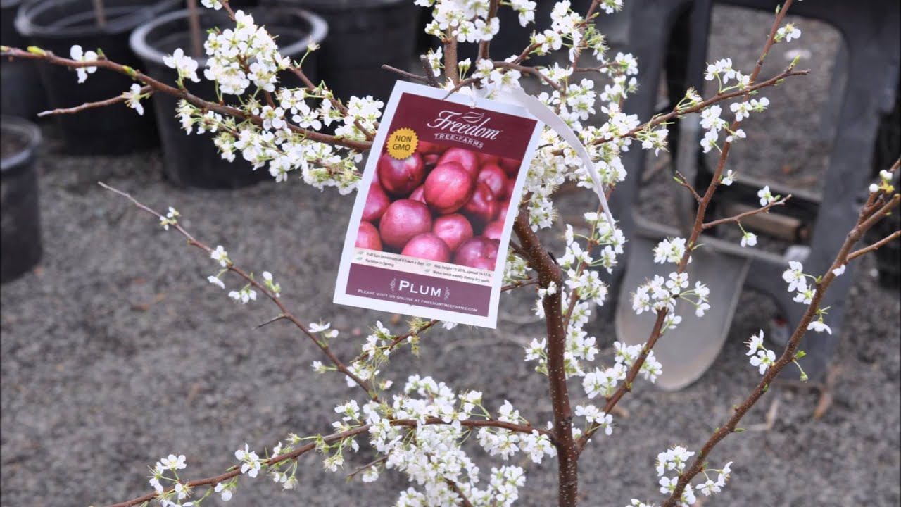 Yates american persimmon tree for sale at HH Farm - YouTube