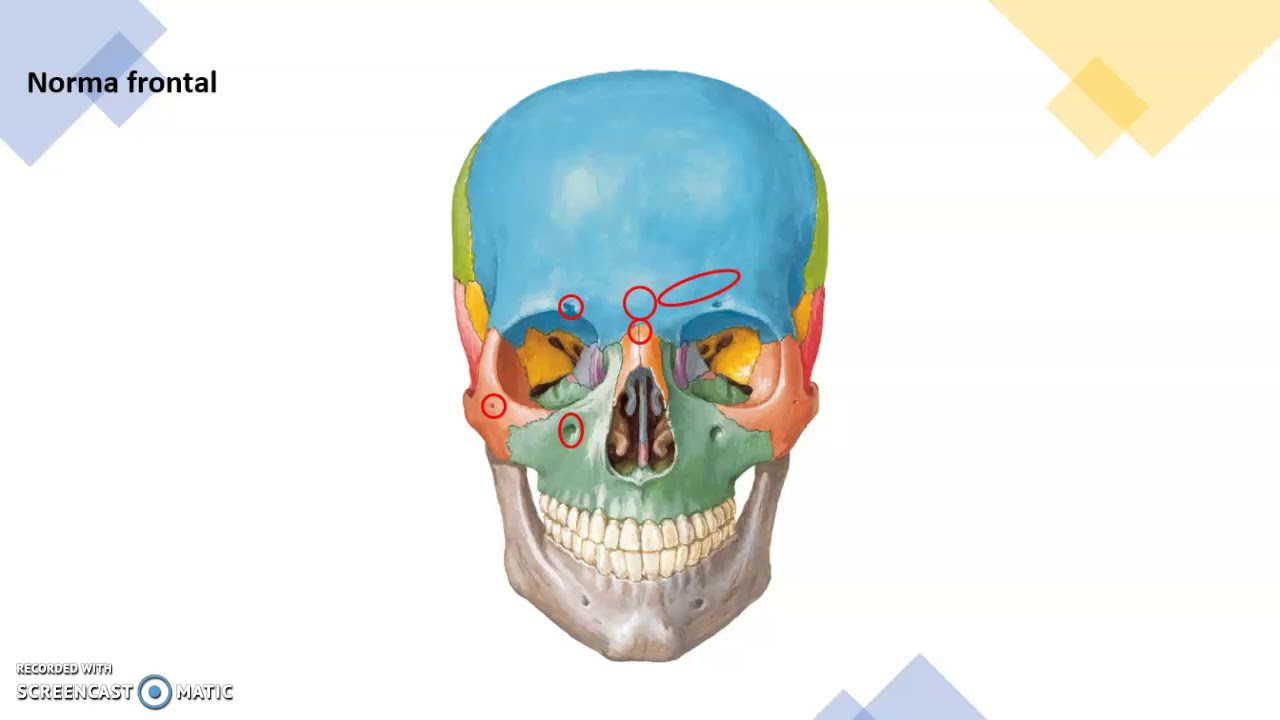 Repaso laboratorio 8 : normas craneales, ojo - YouTube