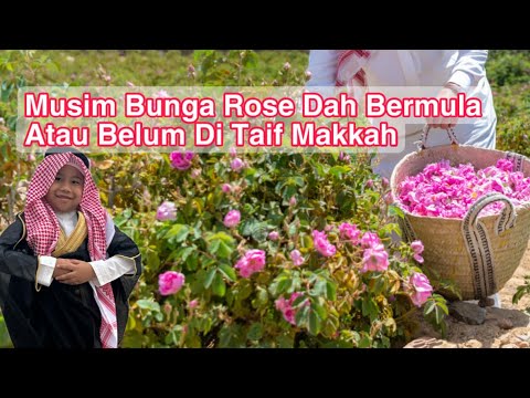 Bilakah Pesta Bunga Rose Bermula Di Kota Taif Makkah Tahun 2023 ...
