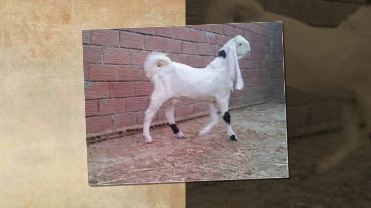 الماعز الشامي | Shami goats | عالم الحيوان | #5 - YouTube
