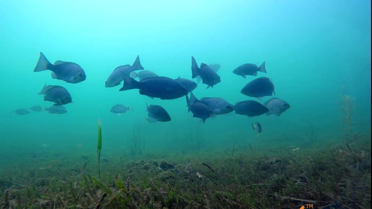 Gunnamatta Jetty - YouTube