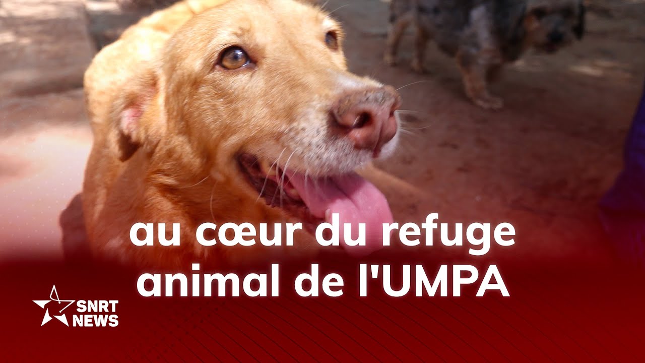 L'UMPA, un paradis des animaux à Casablanca - YouTube