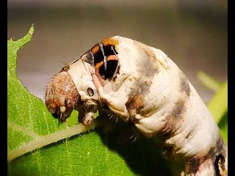Understanding pests and diseases of silkworm - YouTube