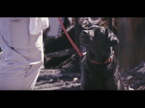 FMFD Hot Topics: Accelerant Detection Dog, Ziva - YouTube