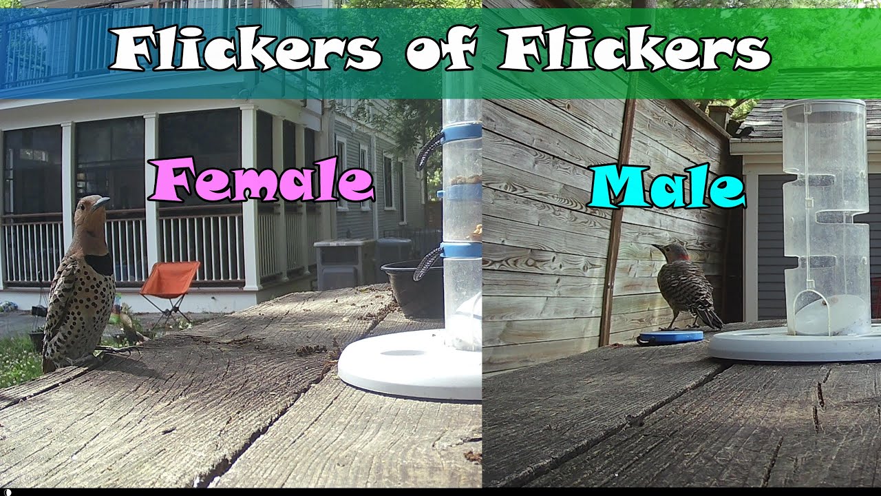 Flickers of Flickers - A New Bird! - YouTube