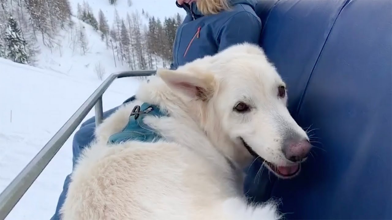 Dog Takes Ski Lift Up Mountain - YouTube